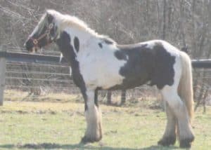 Barrett - Gypsy Drum Horses