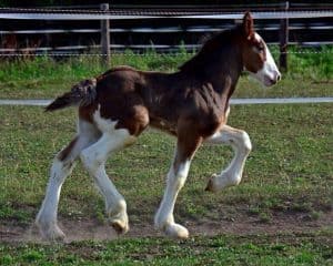 Clydesdale Filly - Gypsy Drum Horses